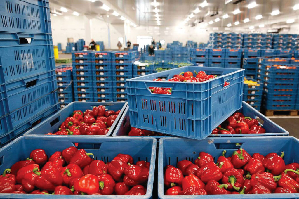 Who will win the fresh produce distribution race in India?